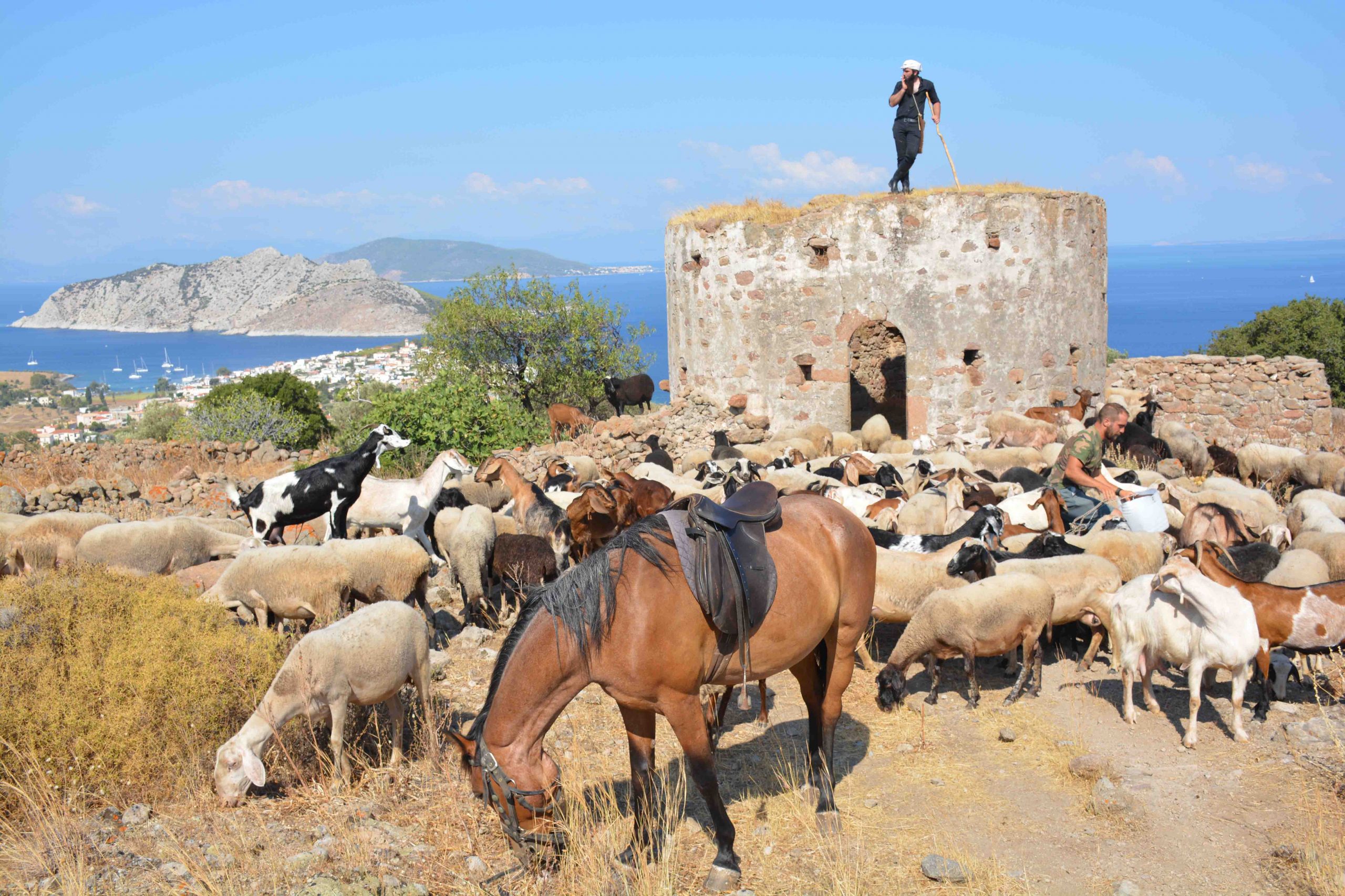 Orini Aegina: Certified creamery & farm in Sfentouri